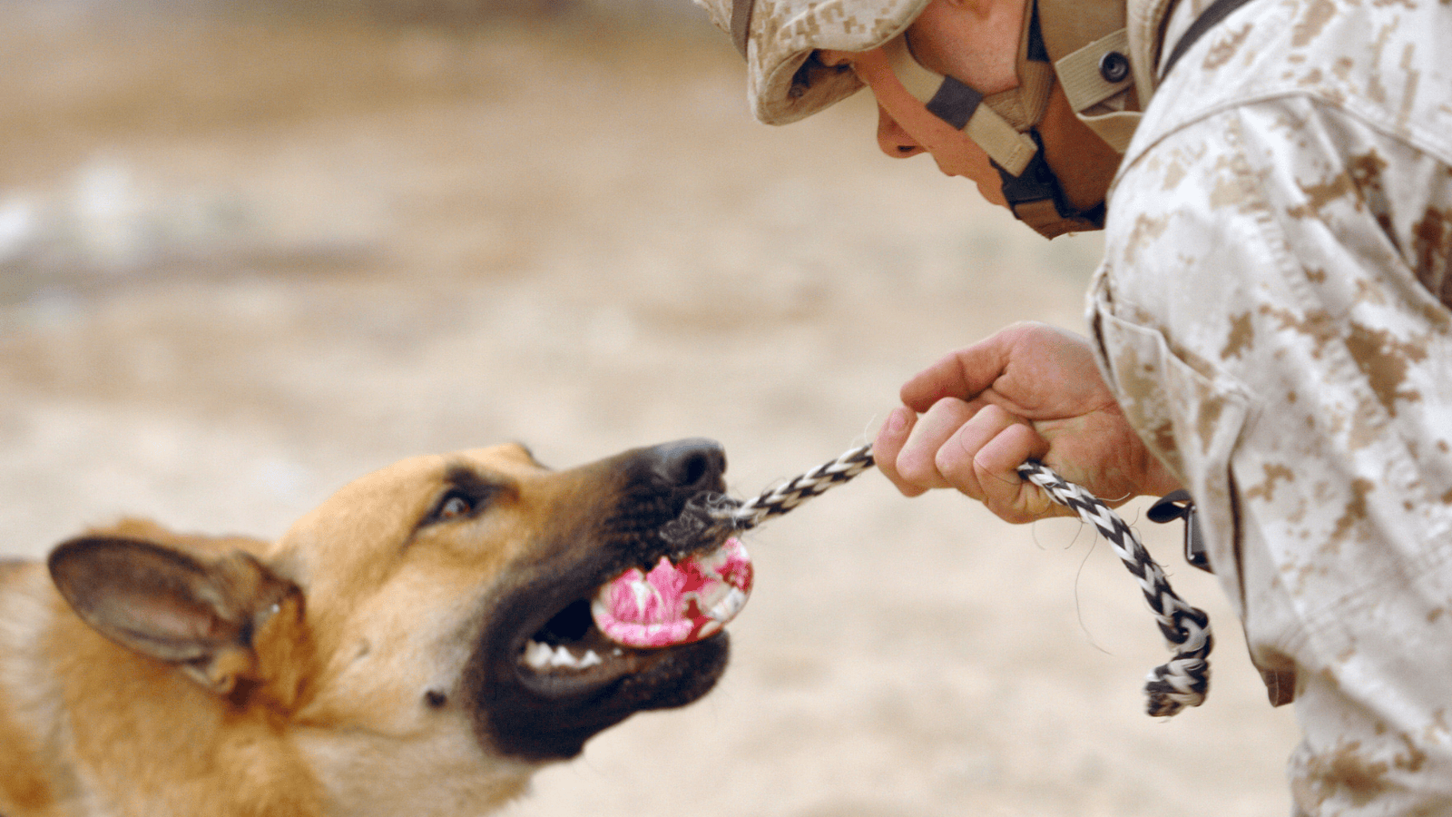 Reviving Slave House and Canine Crimes in Virginia’s Prisons – Free ...